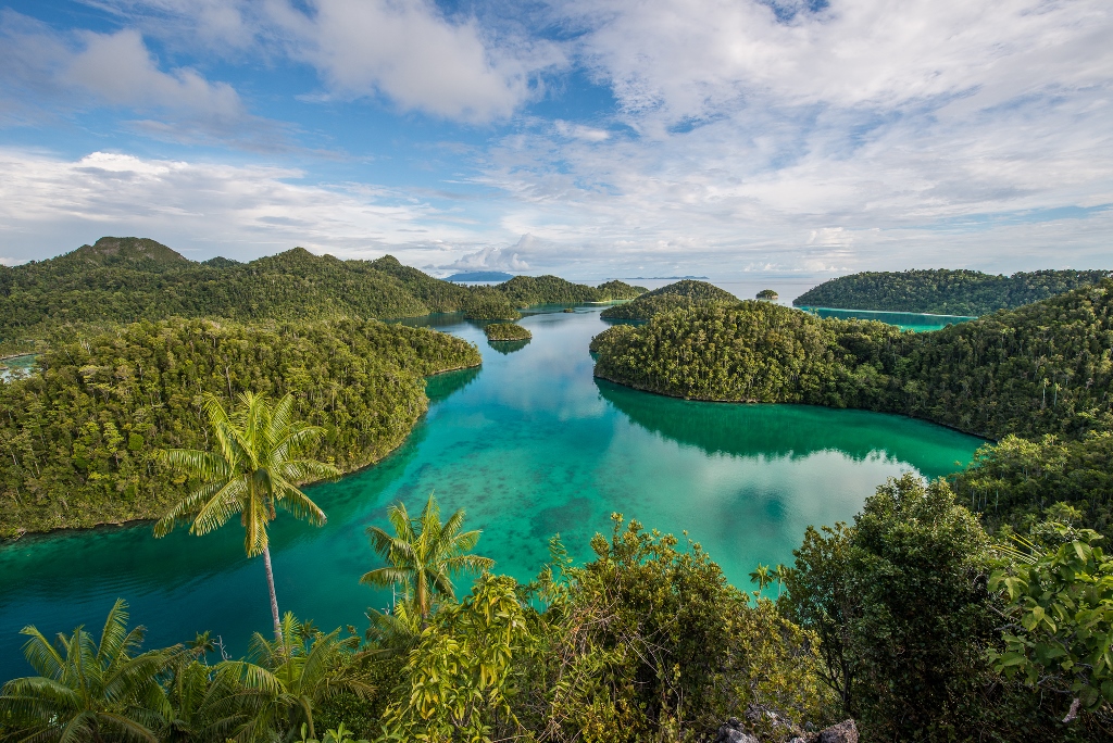 Plézer Ádám » Tropics